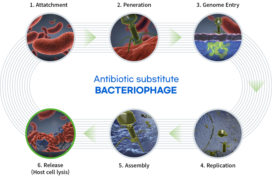 OPTIPHARM :: Bacteriophage additives powder, PAM cell, Multi-qPCR Kit ...
